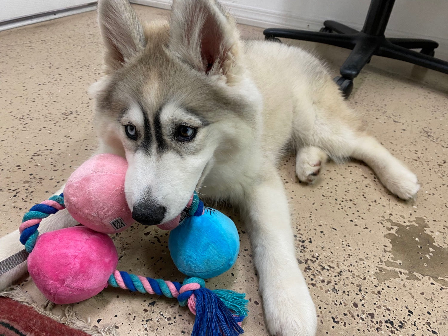 Naughty Mutts – Scruffy Toys